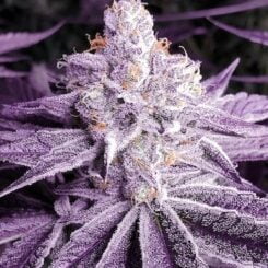 Lilac Diesel RBx2 (F) – Cannabis Seeds for Sale | North Atlantic Seed Co.