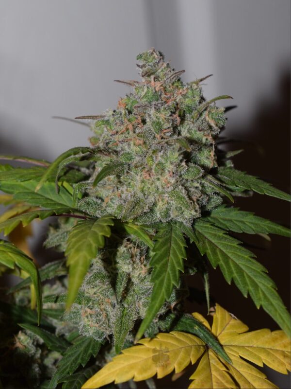 Tangie’matic Auto – Cannabis Seeds for Sale | North Atlantic Seed Co.
