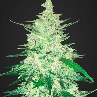 CBD Hybrid Cannabis Seeds | North Atlantic Seed Co.