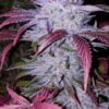 Early Lemon Berry RBX (F) – Buy Cannabis Seeds Online | North Atlantic ...