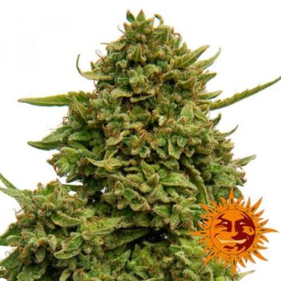 Pineapple Chunk (F) – Buy Cannabis Seeds Online | North Atlantic Seed Co.