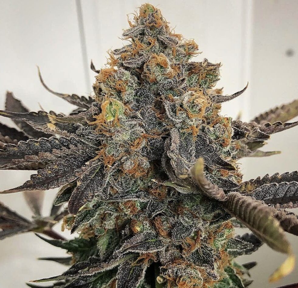 Lemon Slush (R) – Buy Cannabis Seeds Online | North Atlantic Seed Co.