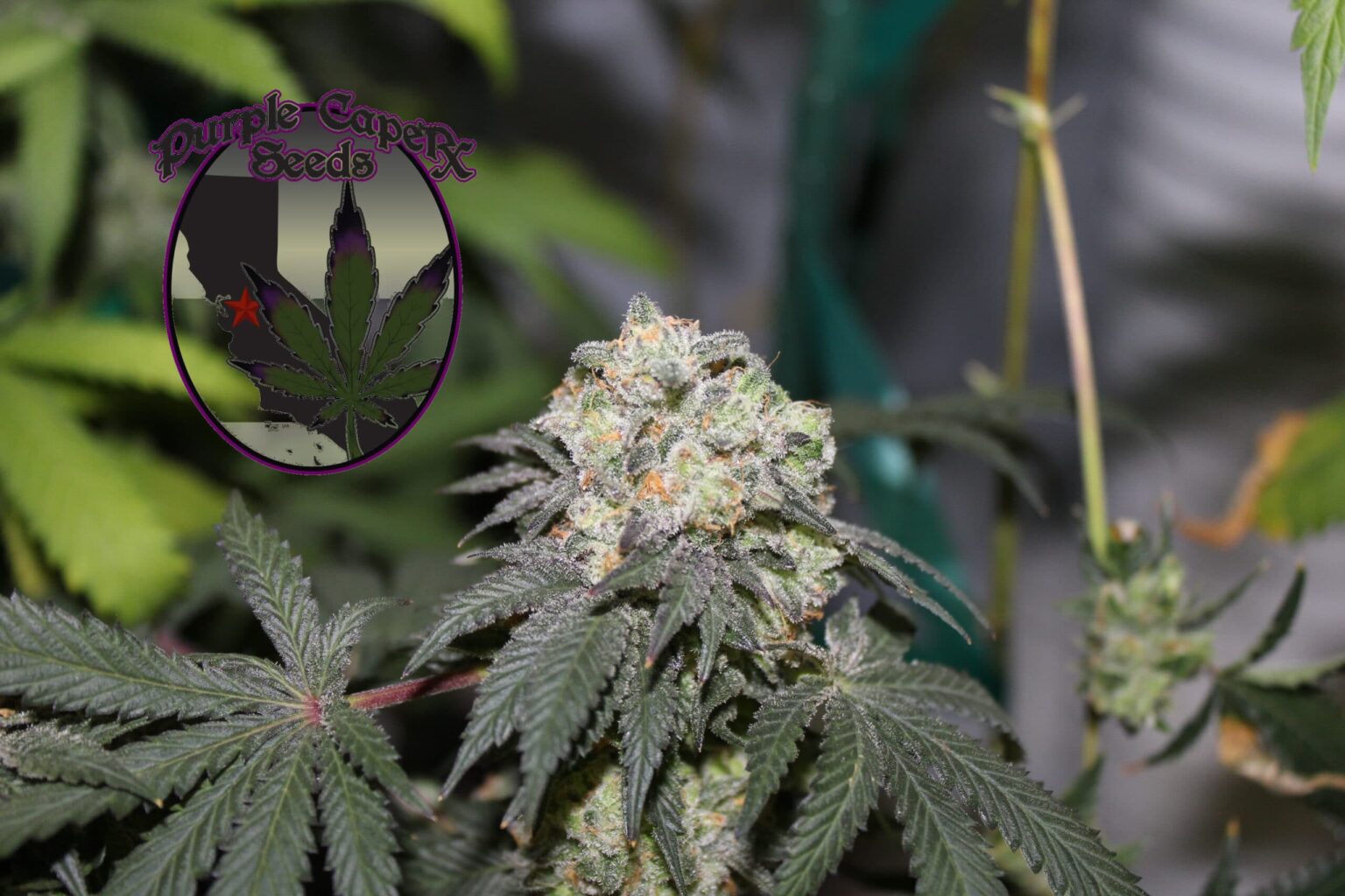 Alien Cookies (F) – Buy Cannabis Seeds Online | North Atlantic Seed Co.