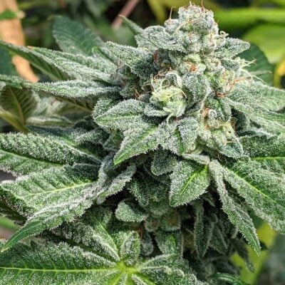 Bubba Whip (F) – Buy Cannabis Seeds Online | North Atlantic Seed Co.
