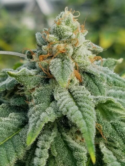 Glue Sniffer V2 (F) – Buy Cannabis Seeds Online | North Atlantic Seed Co.