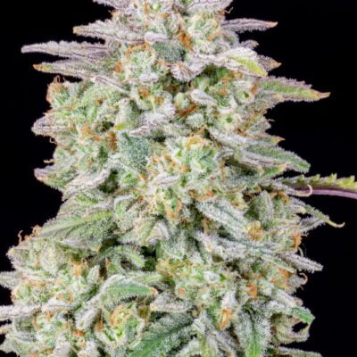 Purple Lemonade Auto – Buy Cannabis Seeds Online | North Atlantic Seed Co.