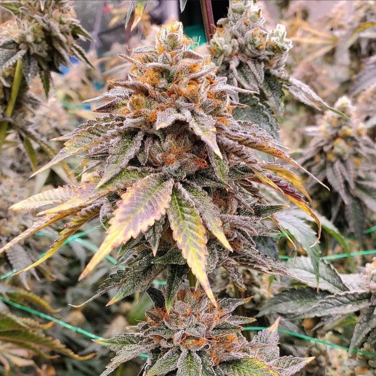 Oni Seed Co – Cannabis Seeds for Sale | North Atlantic Seed Co.