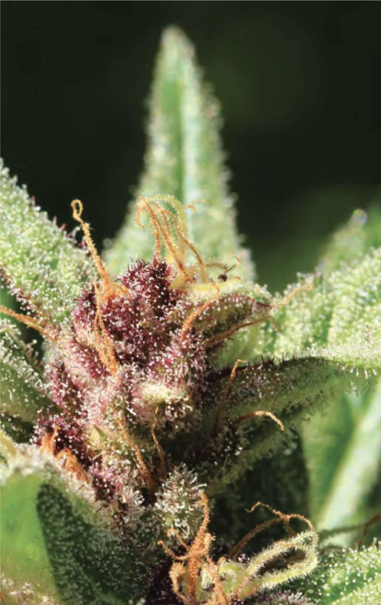 Royal Highness (F) Feminized Seeds | North Atlantic Seed Co.