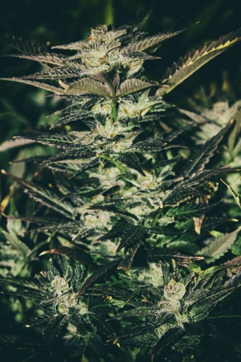 Jupiter OG Kush (F) – Buy Cannabis Seeds Online | North Atlantic Seed Co.