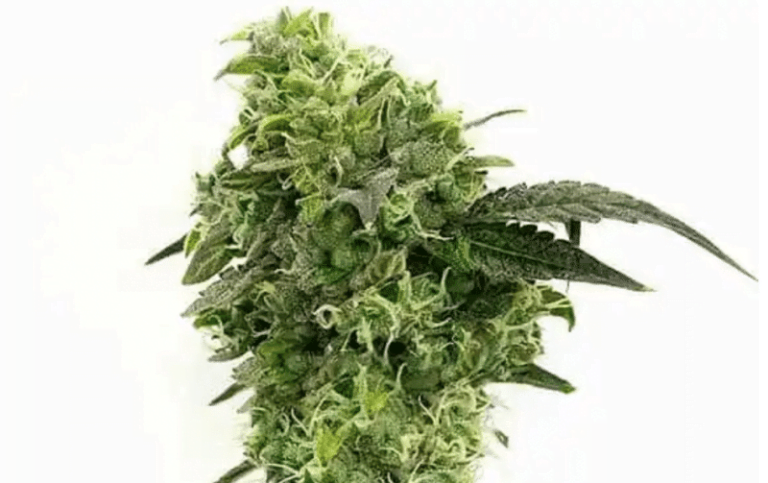 Hindu Kush Auto – Buy Cannabis Seeds Online | North Atlantic Seed Co.