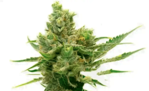 Sour Diesel Auto – Buy Cannabis Seeds Online | North Atlantic Seed Co.