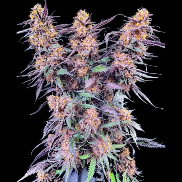 Spanish Moon S1 (F) – Buy Cannabis Seeds Online | North Atlantic Seed Co.