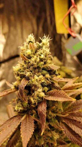 Looper (R) Regular Seeds | North Atlantic Seed Co.