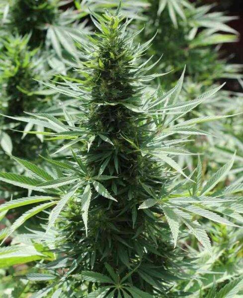 Morocco Beldia Kif (F) – Buy Cannabis Seeds Online | North Atlantic ...