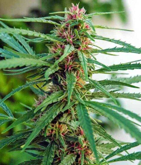 Panama (F) Feminized Seeds | North Atlantic Seed Co.