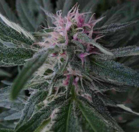 Panama (F) Feminized Seeds | North Atlantic Seed Co.