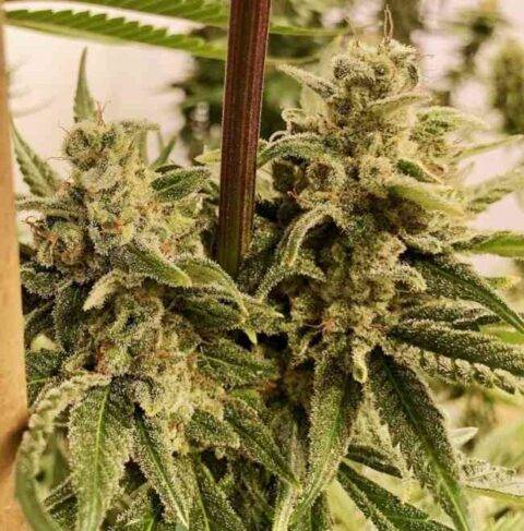 Panama (F) Feminized Seeds | North Atlantic Seed Co.