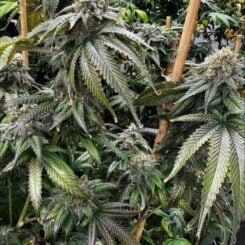 New Arrivals » North Atlantic Seed Company