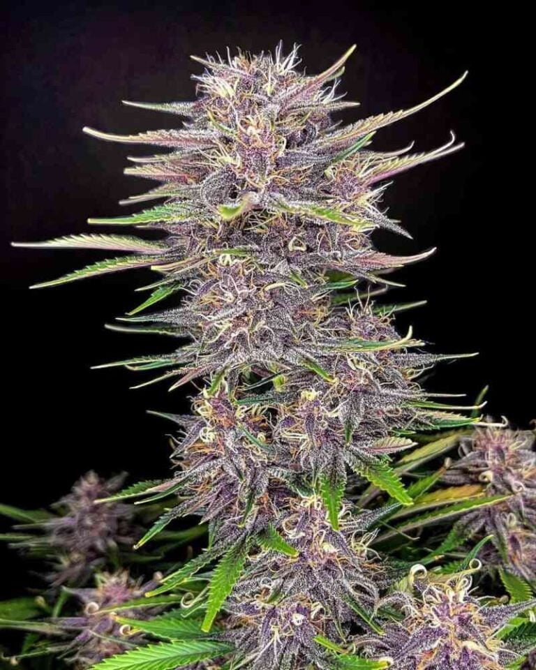 Banana Purple Punch Auto – Cannabis Seeds for Sale | North Atlantic ...