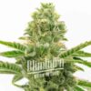 Grease Monkey (F) – Buy Cannabis Seeds Online | North Atlantic Seed Co.