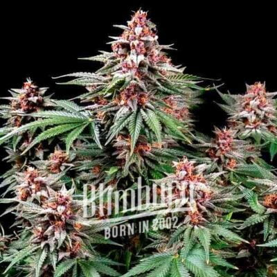 Pink Runtz Auto – Cannabis Seeds for Sale | North Atlantic Seed Co.