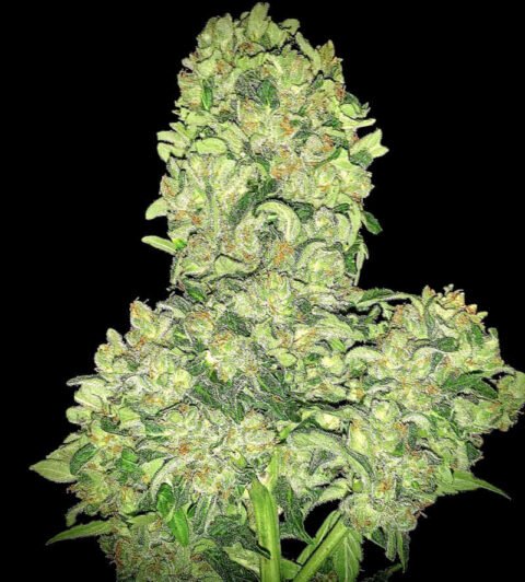 Alien Otto Auto – Buy Cannabis Seeds Online | North Atlantic Seed Co.