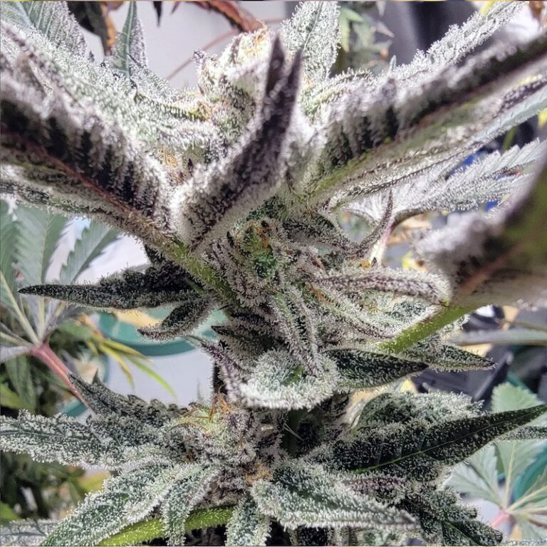 Elev8 Seeds – Buy Cannabis Seeds Online | North Atlantic Seed Co.