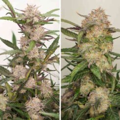 Mimosa Punch Auto Feminized Seeds | North Atlantic Seed Co.