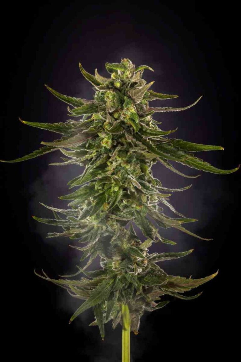 ZaZa Skunk (F) – Buy Cannabis Seeds Online | North Atlantic Seed Co.