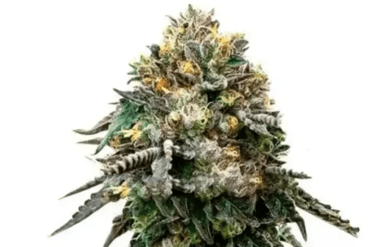 Blackberry Auto – White Label – Cannabis Seeds for Sale | North ...