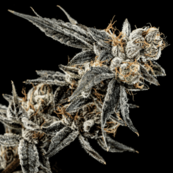 Elev8 Seeds Cannabis Seeds » NORTH ATLANTIC SEED CO.