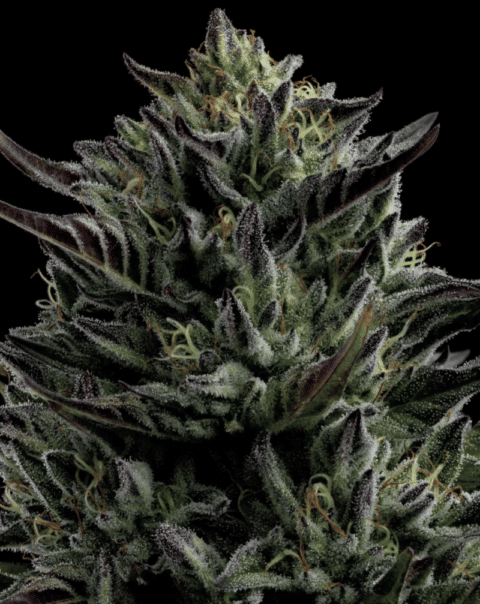 California Octane (F) – Buy Cannabis Seeds Online | North Atlantic Seed Co.
