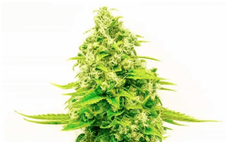 Skywalker Auto – Buy Cannabis Seeds Online | North Atlantic Seed Co.