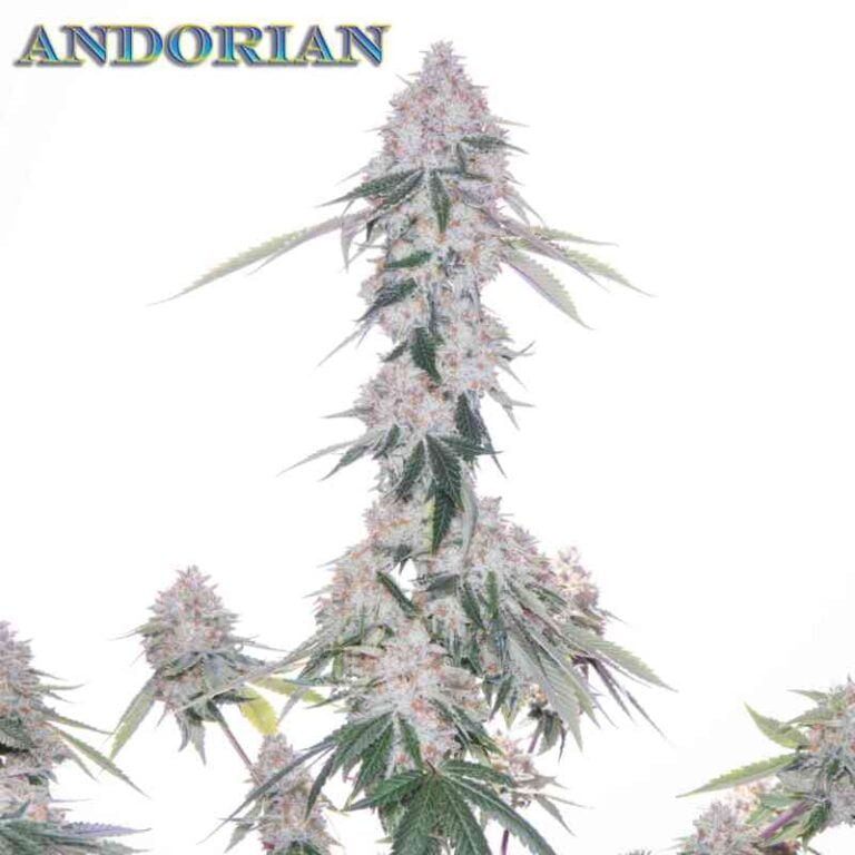 Romulan Genetics – Cannabis Seeds for Sale | North Atlantic Seed Co.