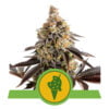 Cookies Gelato Auto – Buy Cannabis Seeds Online | North Atlantic Seed Co.
