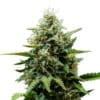 Fat Banana Auto – Buy Cannabis Seeds Online | North Atlantic Seed Co.