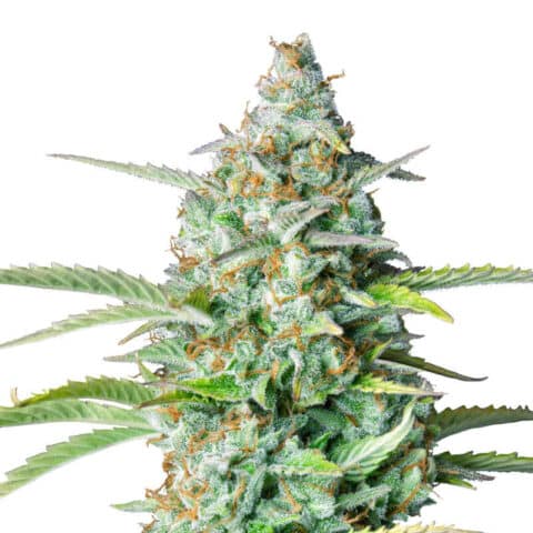 Northern Light Auto – Buy Cannabis Seeds Online | North Atlantic Seed Co.
