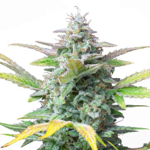Quick One Auto Feminized Seeds | North Atlantic Seed Co.