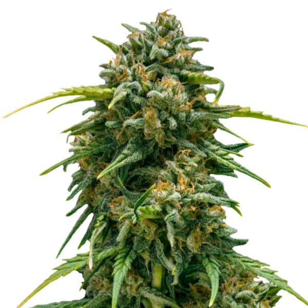 Sweet Skunk Auto – Buy Cannabis Seeds Online | North Atlantic Seed Co.