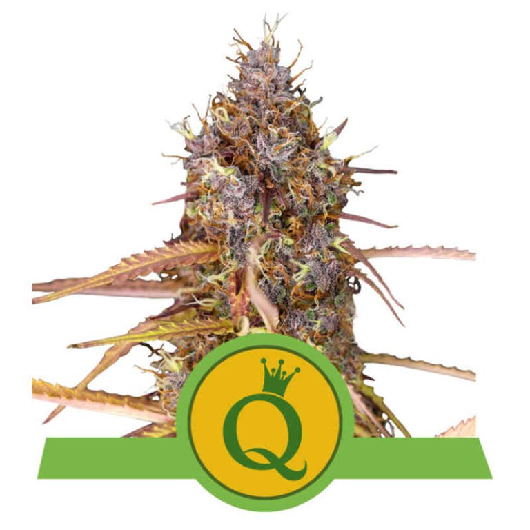 Purple Queen Auto Feminized Seeds | North Atlantic Seed Co.
