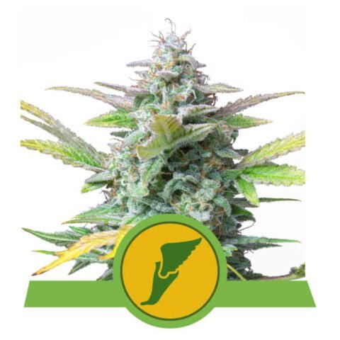 Quick One Auto Feminized Seeds | North Atlantic Seed Co.