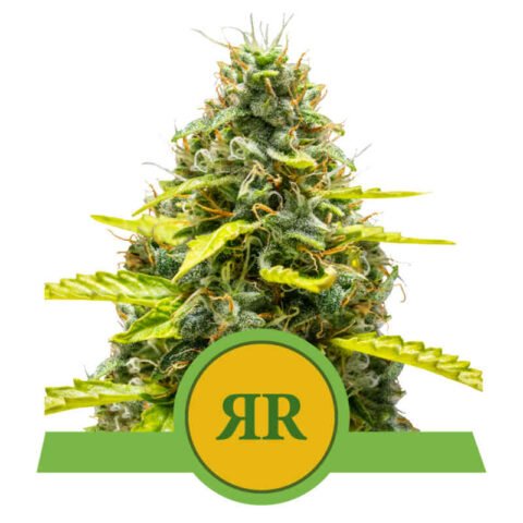 Royal Runtz Auto – Buy Cannabis Seeds Online | North Atlantic Seed Co.