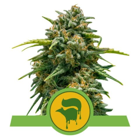 Sweet Skunk Auto – Buy Cannabis Seeds Online | North Atlantic Seed Co.