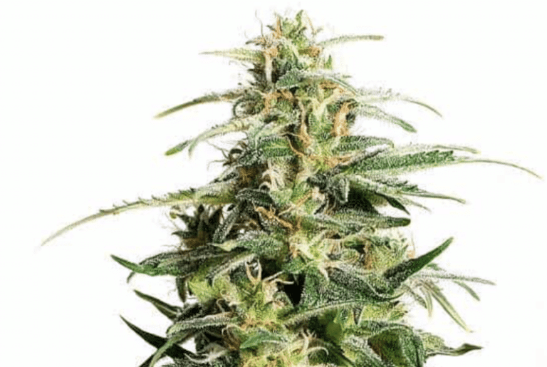 CBD White Widow 1:1 Auto – Buy Cannabis Seeds Online | North Atlantic Seed Co.
