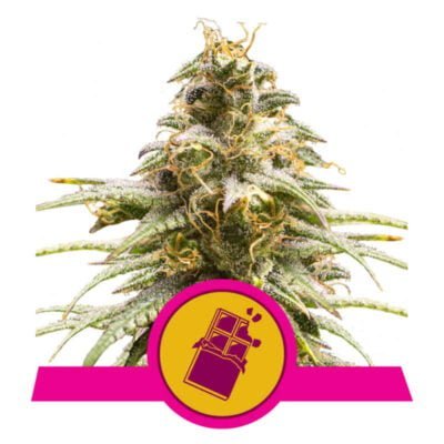 Chocolate Haze (F) – Buy Cannabis Seeds Online | North Atlantic Seed Co.