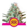 Royal Runtz (F) – Buy Cannabis Seeds Online | North Atlantic Seed Co.