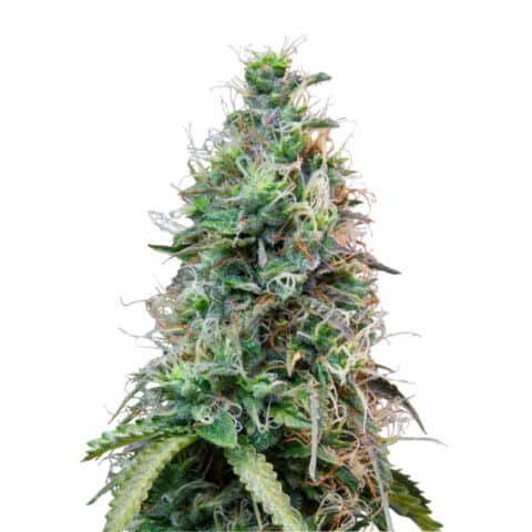 Amnesia Haze Auto – Buy Cannabis Seeds Online | North Atlantic Seed Co.