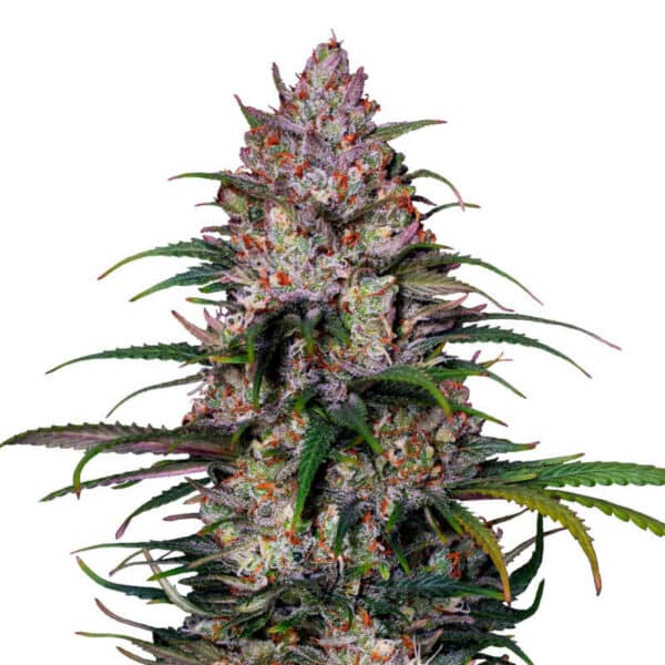 Sweet ZZ (F) Feminized Seeds | North Atlantic Seed Co.