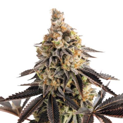 Cookies Gelato Auto Feminized Seeds | North Atlantic Seed Co.