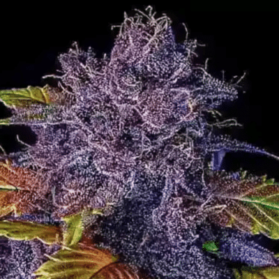 Super Lemon Haze Auto – Buy Cannabis Seeds Online | North Atlantic Seed Co.